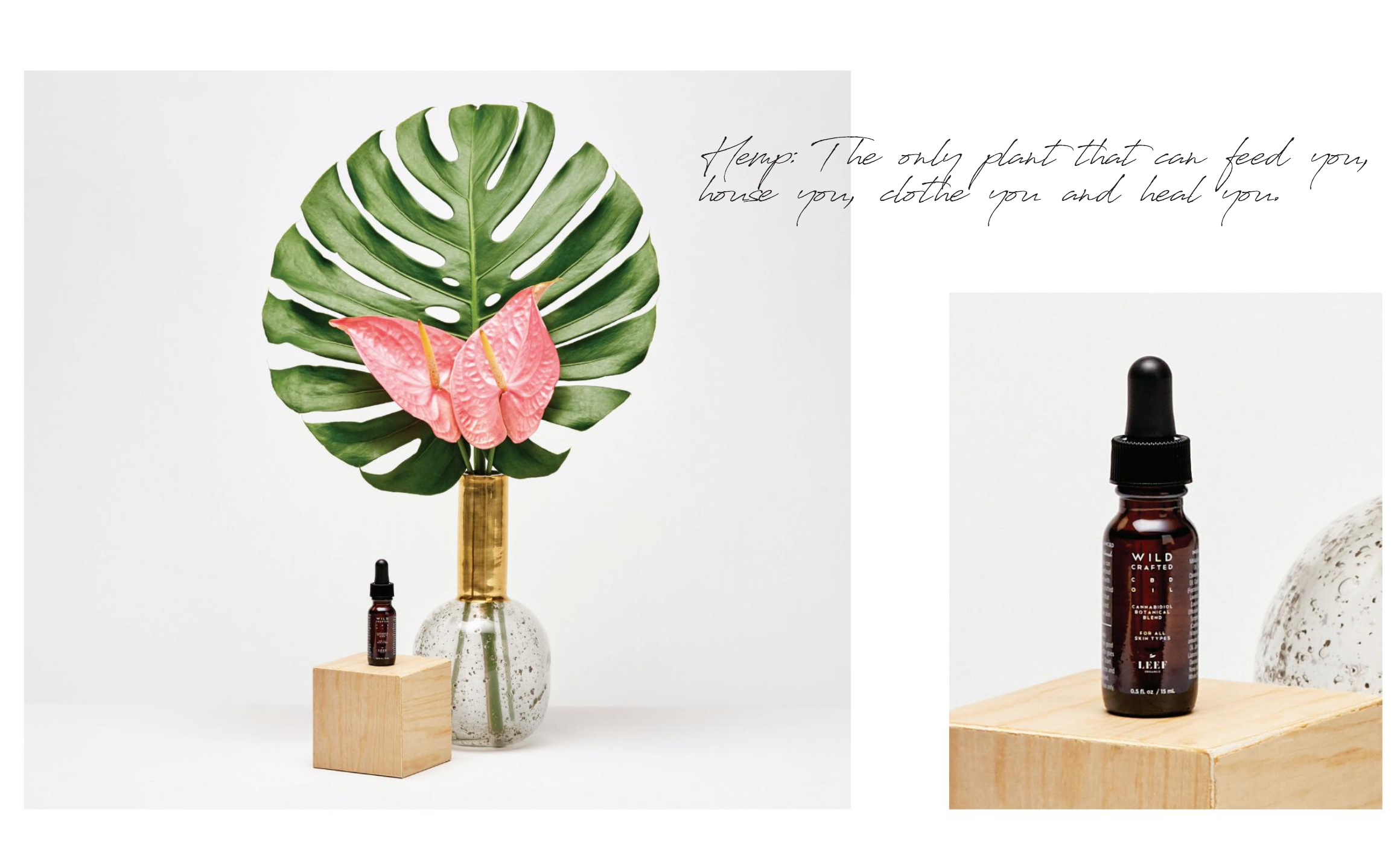 Meridian Facial Massage with WILD CRAFTED CBD SKIN OIL – LEEF